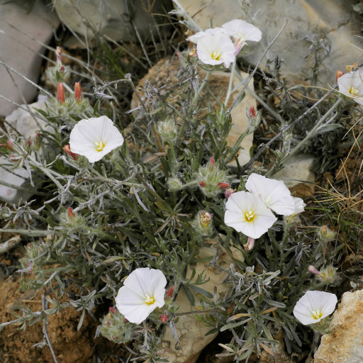 Silver Bush (Convolvulus Cneorum) Plant Care & How to Grow, Water