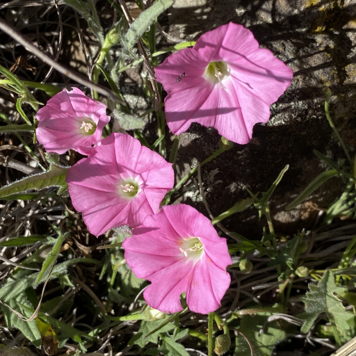 Australian Bindweed (Convolvulus Erubescens) Plant Care & How to Grow ...