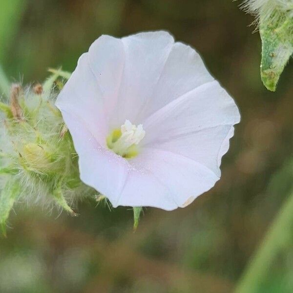 Convolvulus Glomeratus Plant Care & How to Grow, Water