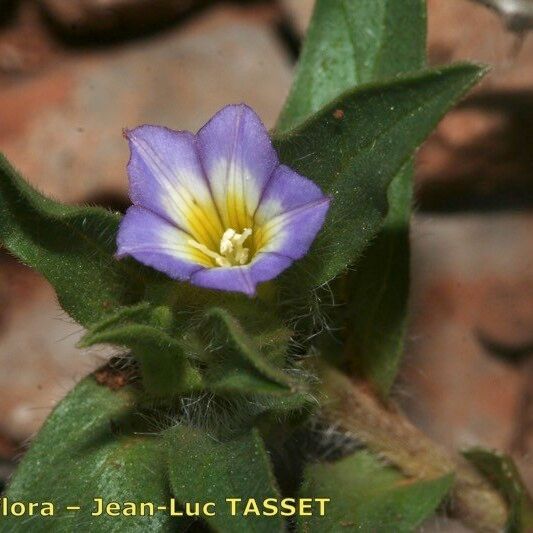 Convolvulus Humilis Plant Care & How to Grow, Water