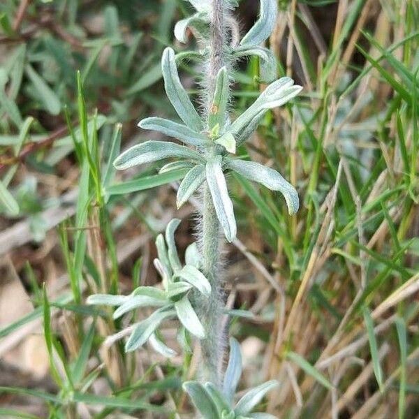 Woolly Bindweed (Convolvulus Lanuginosus) Plant Care & How to Grow, Water