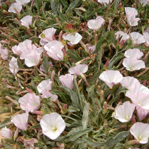 Weeping Lovegrass (Eragrostis Curvula) Plant Care & How to Grow, Water