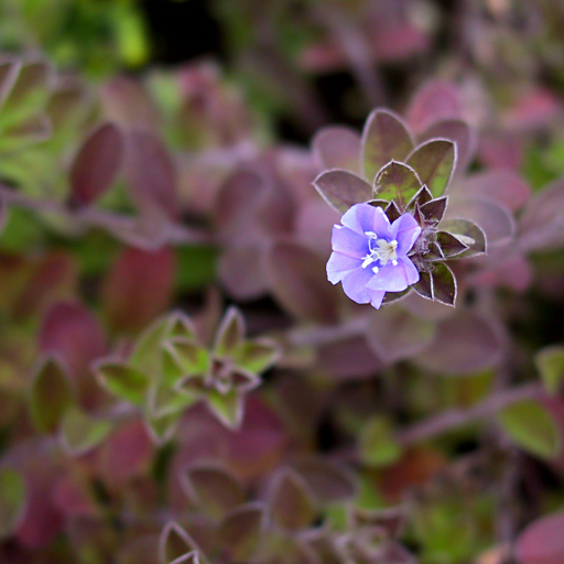 Cornbine (Convolvulus Prostratus) Care Guide: Water, Soil & Propagation ...