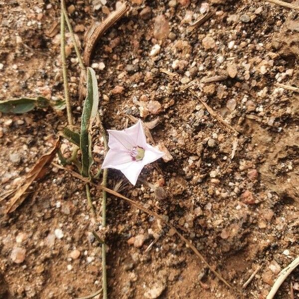 Field Bindweed (Convolvulus Sagittatus) Plant Care & How to Grow, Water