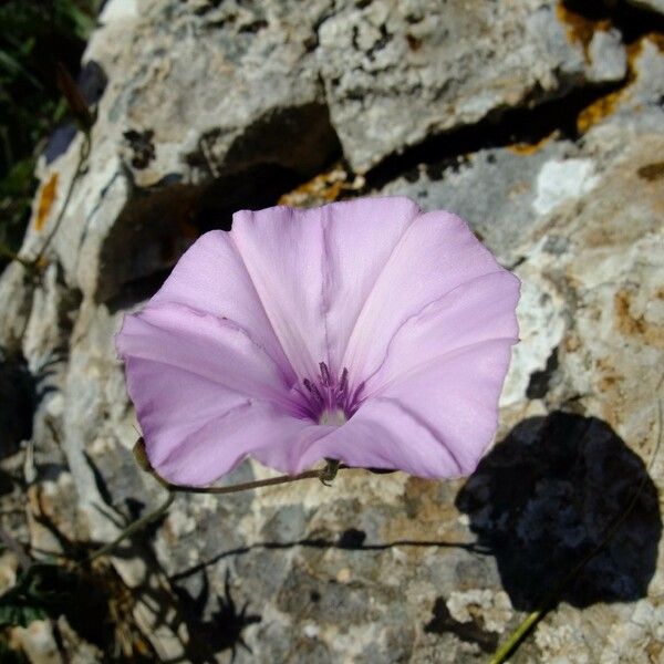 Baboon Bindweed (Convolvulus Thunbergii) Plant Care & How to Grow, Water