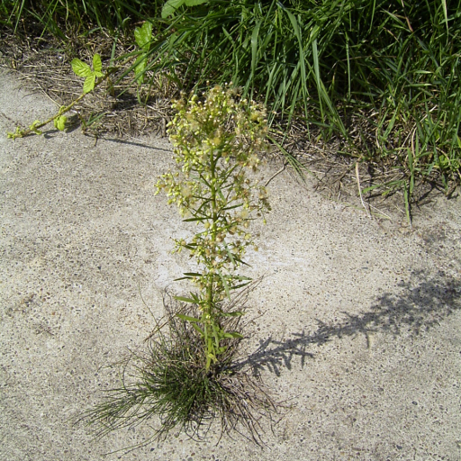 Canadian Horseweed (Conyza Canadensis) Plant Care & How to Grow, Water