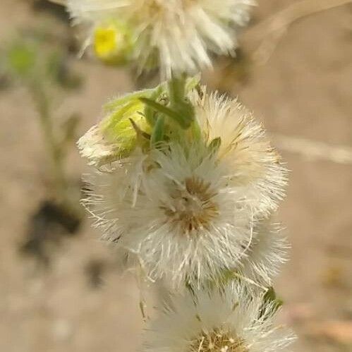 Tall Fleabane (Conyza Floribunda) Care Guide: Water, Soil & Propagation ...