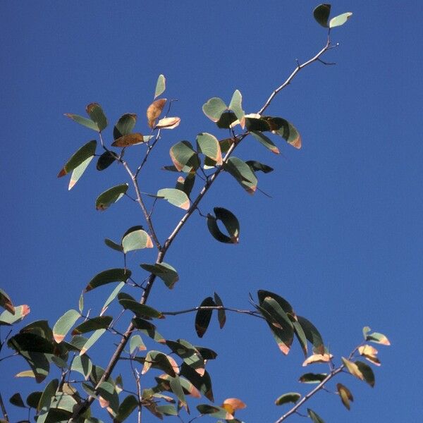 Mopane (Copaiba Mopane) Care Guide: Water, Soil & Propagation - Plantiary
