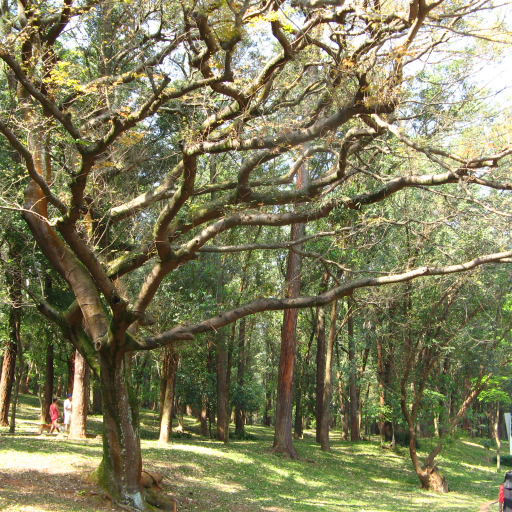 Langsdorf's Copaifera (Copaifera Langsdorffii) Plant Care & How to Grow ...