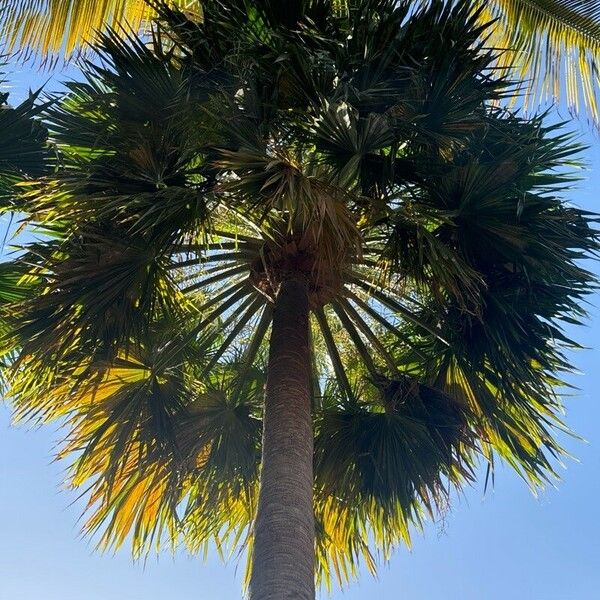 Hispaniolan Silver Palm (Copernicia Berteroana) Plant Care & How to ...