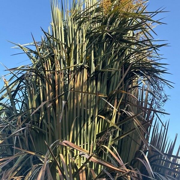 Jata Palm (Copernicia Rigida) Plant Care & How to Grow, Water