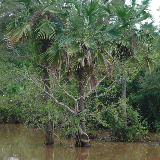Copernicia Tectorum Plant Care & How to Grow, Water