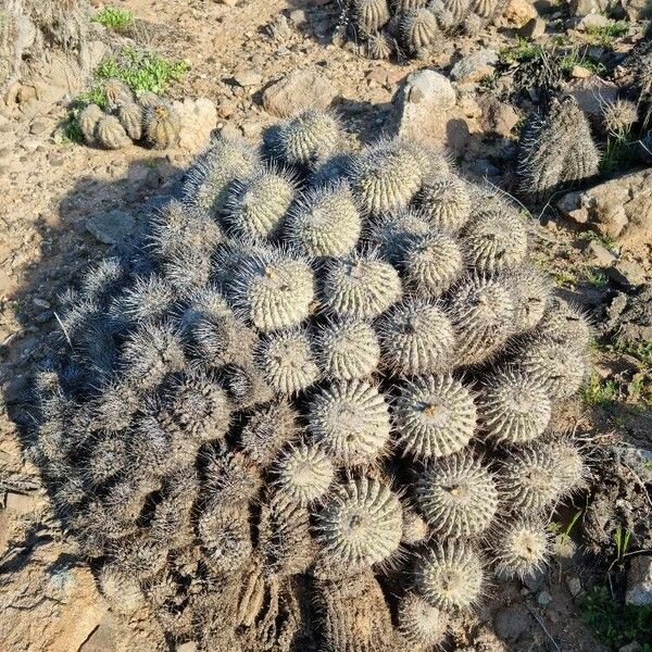 Copiapoa Dealbata Plant Care & How to Grow, Water