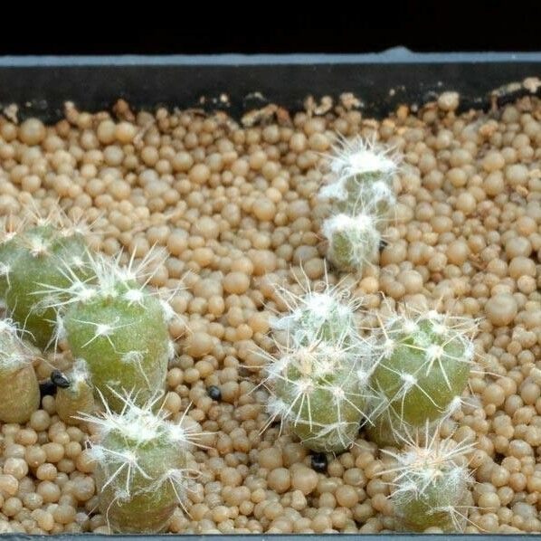 Copiapoa Decorticans Plant Care & How to Grow, Water