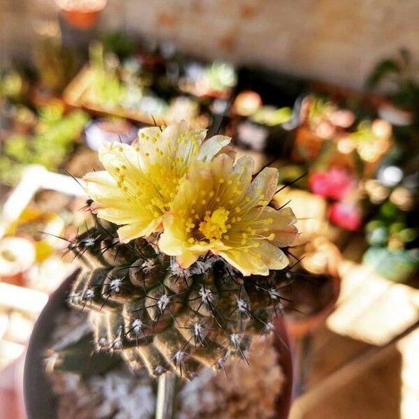 Chinna Cactus (Copiapoa Humilis) Plant Care & How to Grow, Water