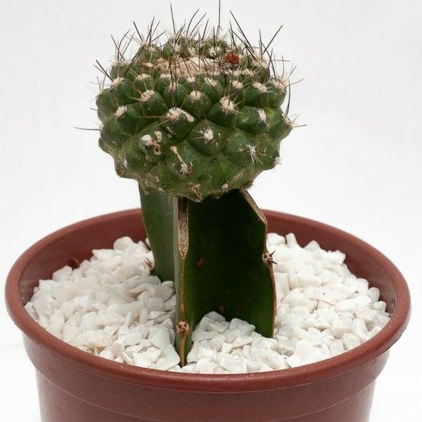 Copiapoa Leonensis Plant Care & How to Grow, Water