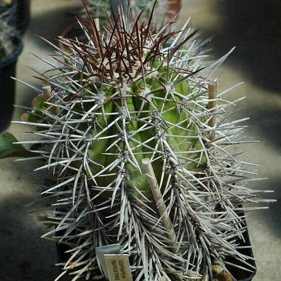 Copiapoa Rupestris Plant Care & How to Grow, Water
