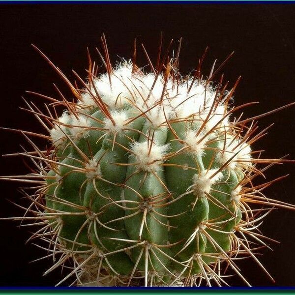 Copiapoa Solaris Plant Care & How to Grow, Water