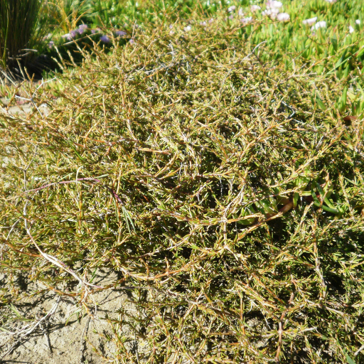 Sand Coprosma (Coprosma Acerosa) Plant Care & How to Grow, Water