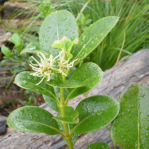 Shining Karamū (Coprosma Lucida) Plant Care & How to Grow, Water