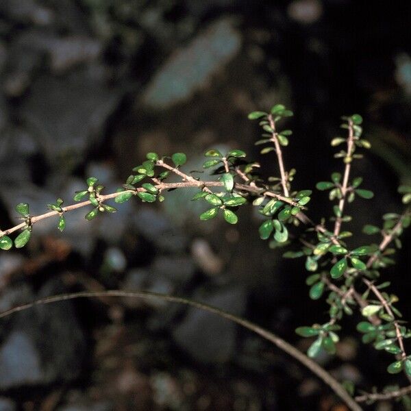 Coprosma Pseudocuneata Plant Care & How to Grow, Water