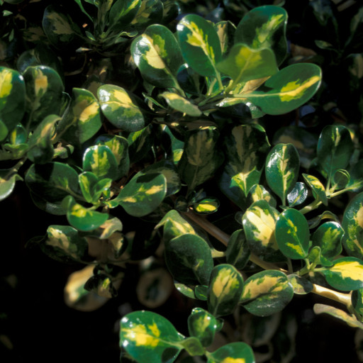New Zealand Mirrorbush (Coprosma Repens) Plant Care & How to Grow, Water