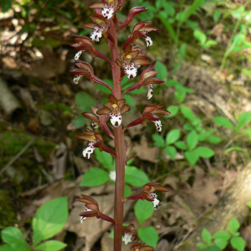 Summer Coralroot (Corallorhiza Maculata) Plant Care & How to Grow, Water