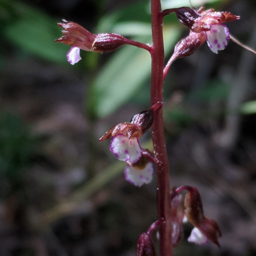 Autumn Coralroot (Corallorhiza Odontorhiza) Plant Care & How to Grow, Water