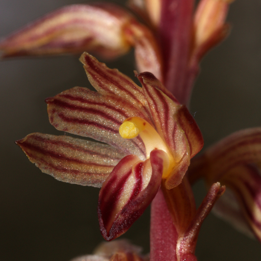 Hooded Coralroot (Corallorhiza Striata) Plant Care & How to Grow, Water