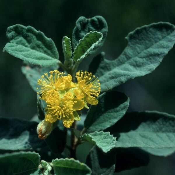 Jackswitch (Corchorus Hirsutus) Plant Care & How to Grow, Water