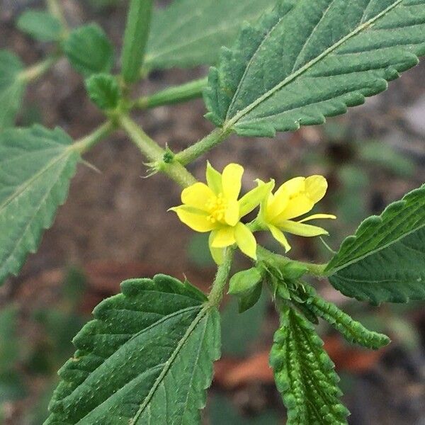 Orinoco Jute (Corchorus Hirtus) Plant Care & How to Grow, Water