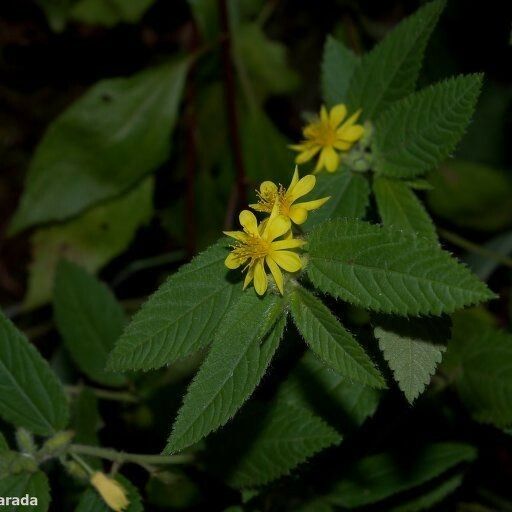 Red Jute (Corchorus Orinocensis) Plant Care & How to Grow, Water