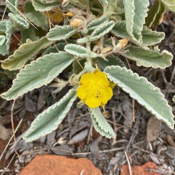 Woolly Corchorus (Corchorus Walcottii) Plant Care & How to Grow, Water