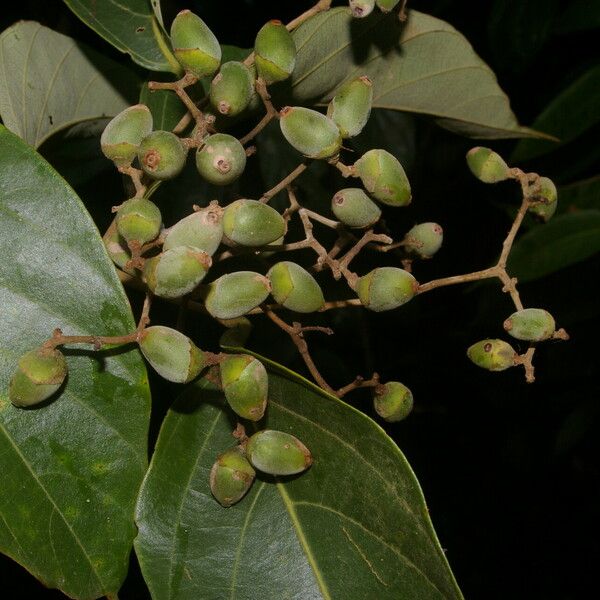 Cordia Bicolor Care Guide: Water, Soil & Propagation - Plantiary