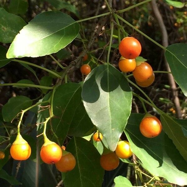 Septee Tree (Cordia Caffra) Plant Care & How to Grow, Water