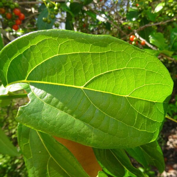 Red Manjack (Cordia Collococca) Plant Care & How to Grow, Water