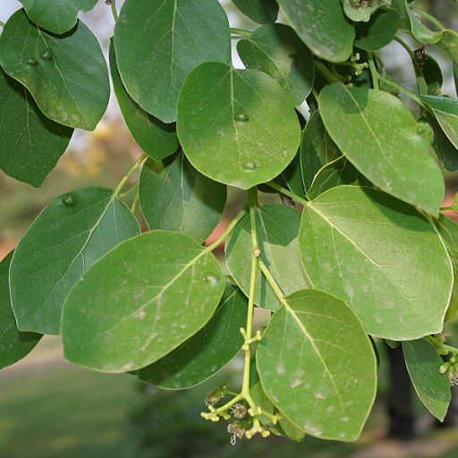 Indian-Cherry (Cordia Dichotoma) Plant Care & How to Grow, Water