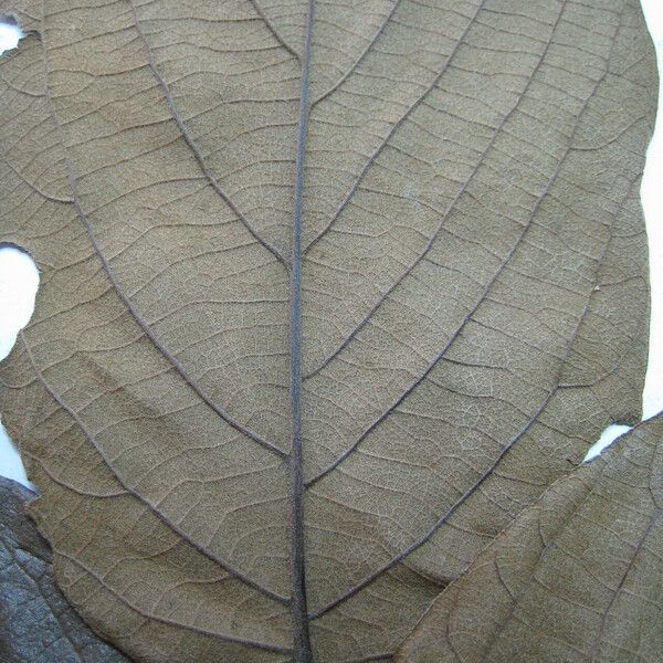 Cordia Fallax Plant Care & How to Grow, Water