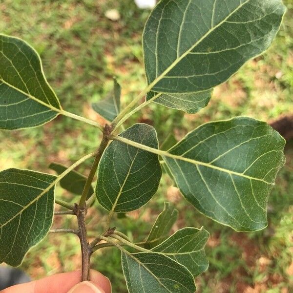Cordia Glabrata Care Guide: Water, Soil & Propagation - Plantiary