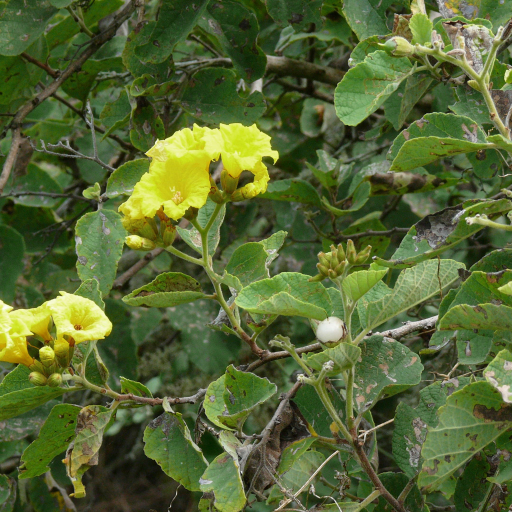 Sweet Lavender (Lavandula × Heterophylla) Plant Care & How to Grow, Water