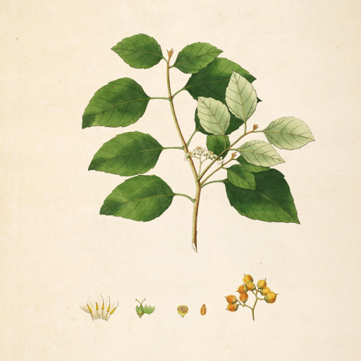 Snot Berry (Cordia Monoica) Plant Care & How to Grow, Water