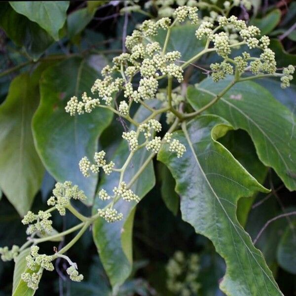 Hairy Lay-Lay (Cordia Panamensis) Care Guide: Water, Soil & Propagation ...