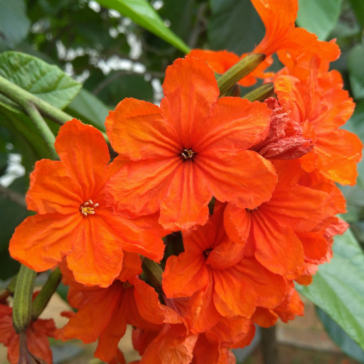 Geigertree (Cordia Sebestena) Plant Care & How to Grow, Water