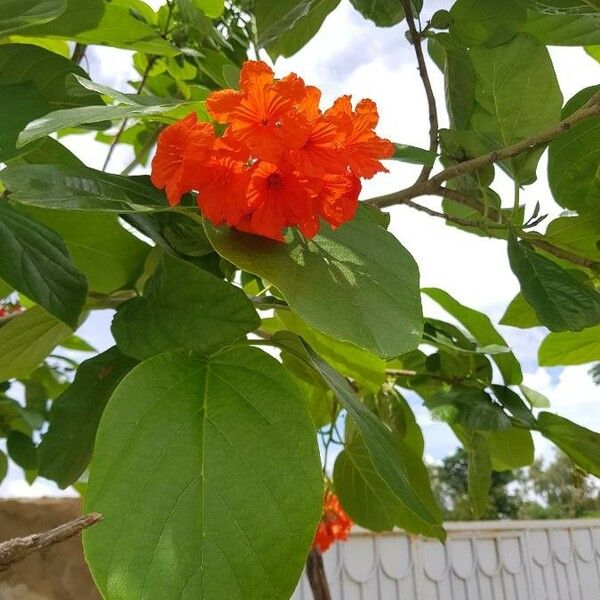 Cordia Senegalensis Plant Care & How to Grow, Water