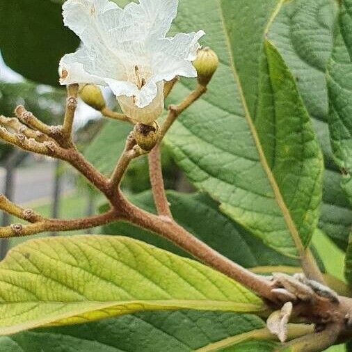 Cordia Superba Plant Care & How to Grow, Water