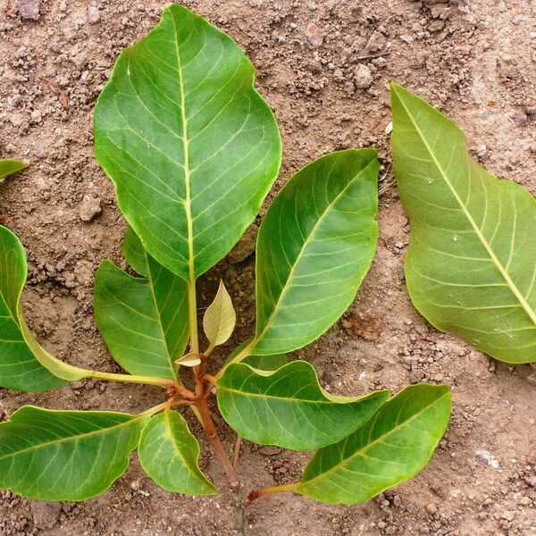 Cordia Toqueve Care Guide: Water, Soil & Propagation - Plantiary