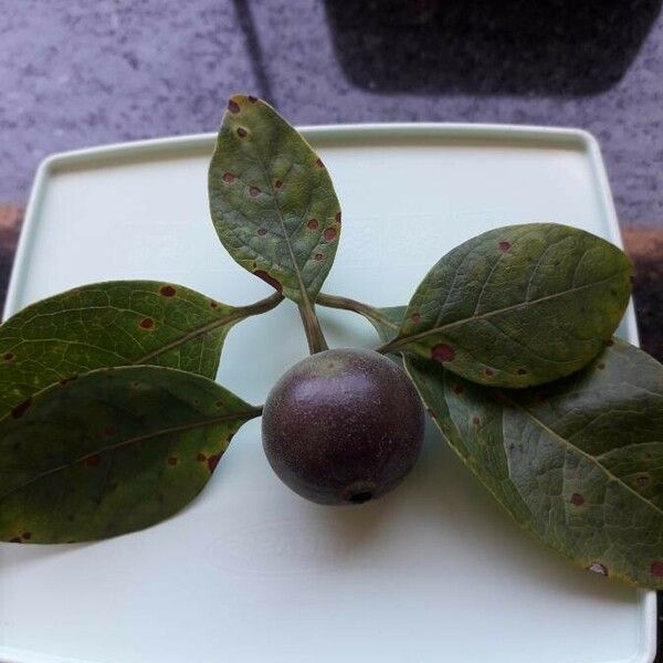 Cordiera Sessilis Care Guide: Water, Soil & Propagation - Plantiary