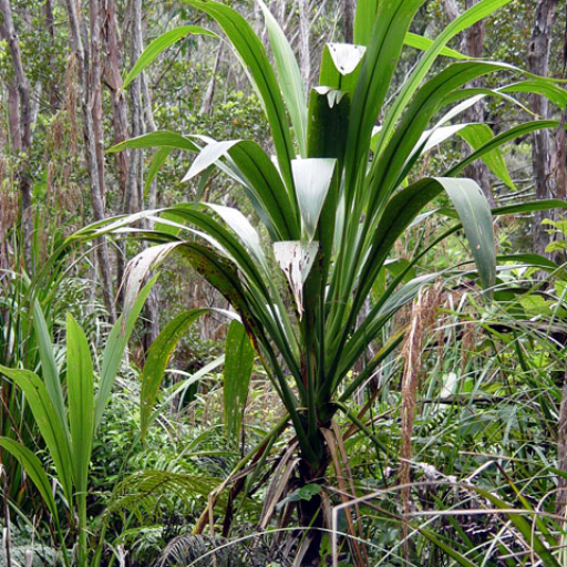 Forest Cabbage Tree (Cordyline Banksii) Plant Care & How to Grow, Water