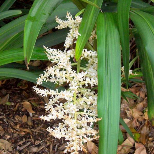 Cordyline Congesta Plant Care & How to Grow, Water