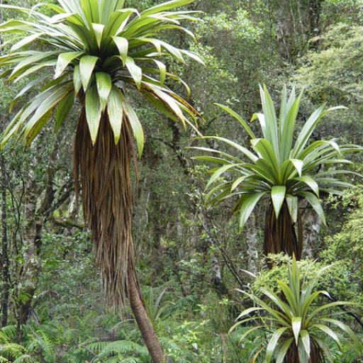 Mountain Cabbage Tree (Cordyline Indivisa) Care Guide: Water, Soil ...